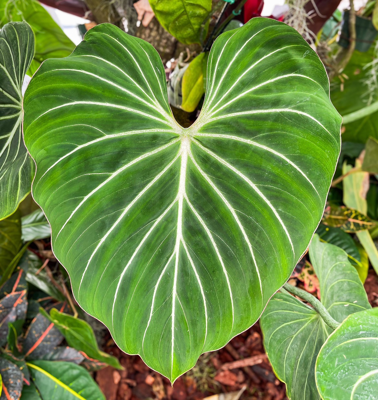 Live Sale Aroids & Tropical plant