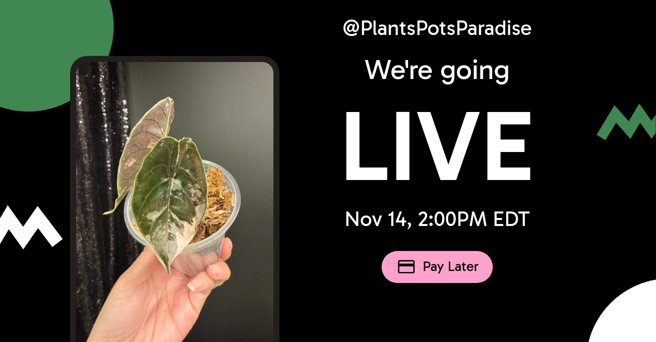 Maculata Pink, Melano Orange, Bantianum, Joepii var Cuttings