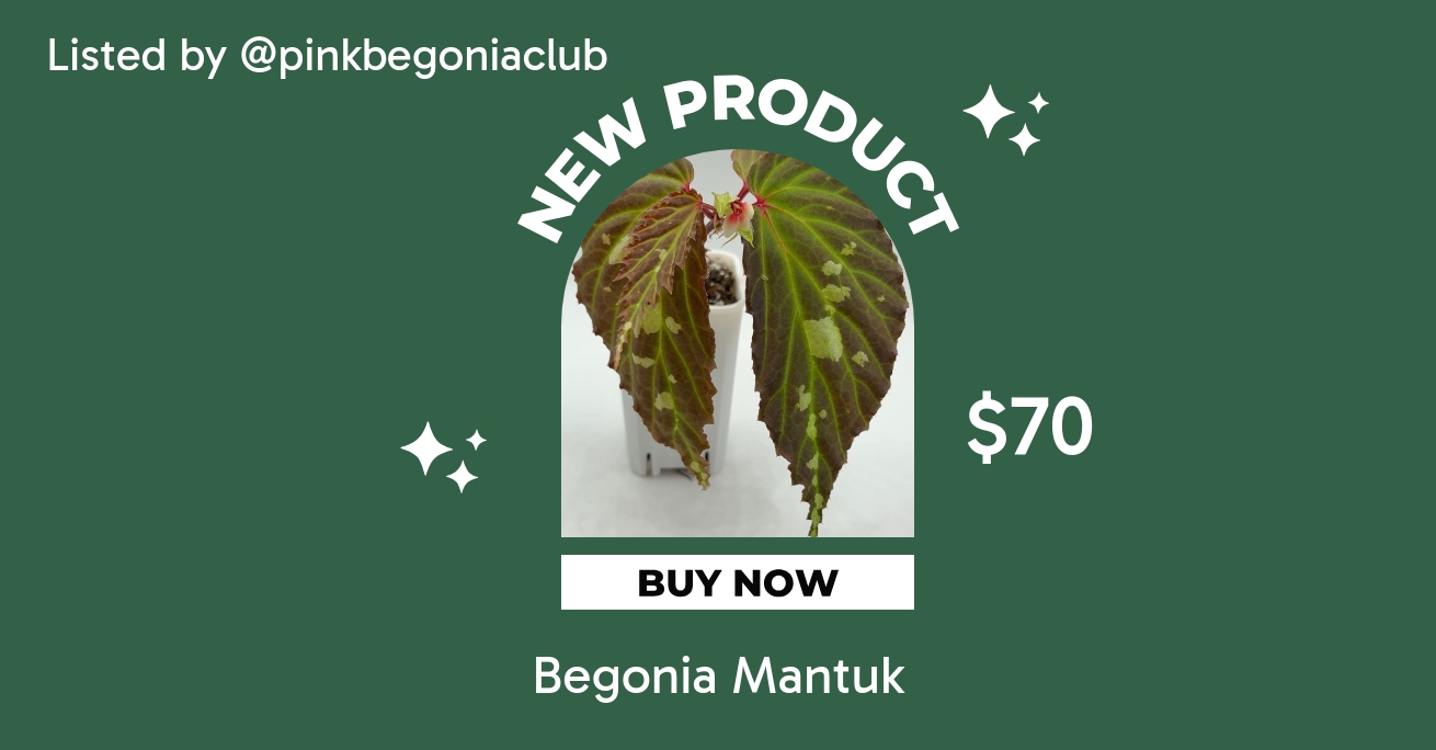 Begonia Mantuk ($70) from @pinkbegoniaclub