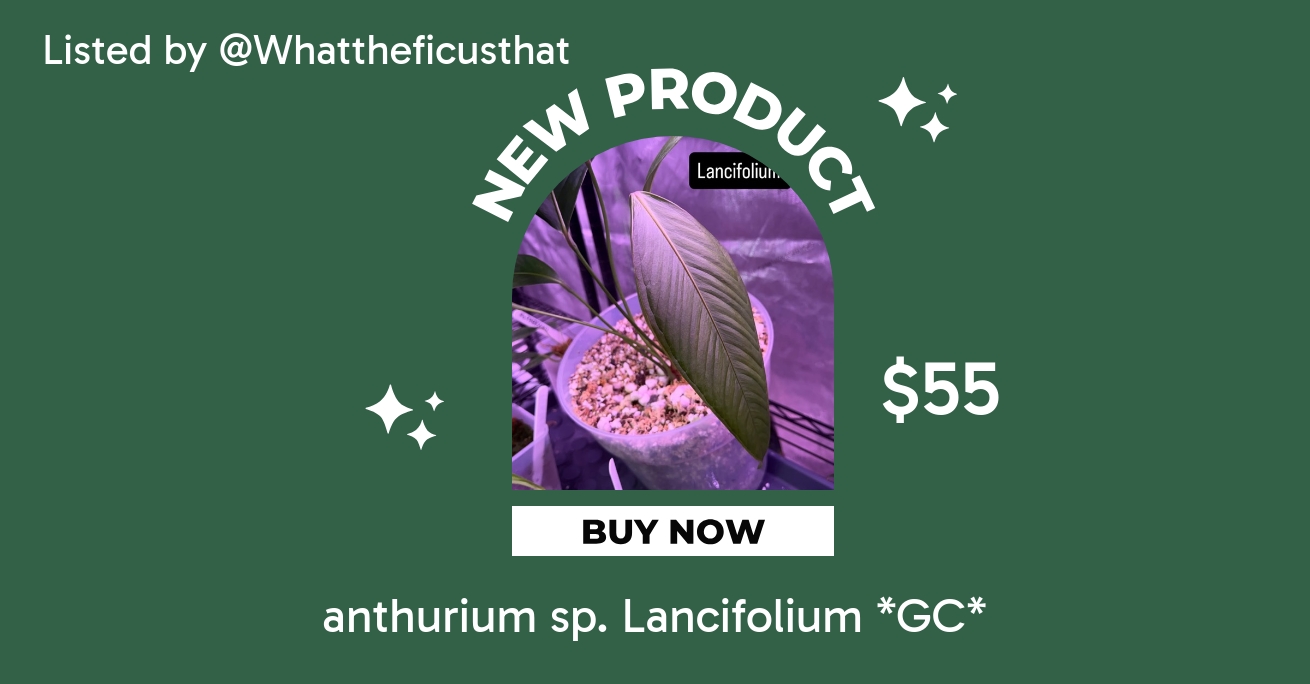 anthurium sp. Lancifolium *GC* ($55) from @Whattheficusthat
