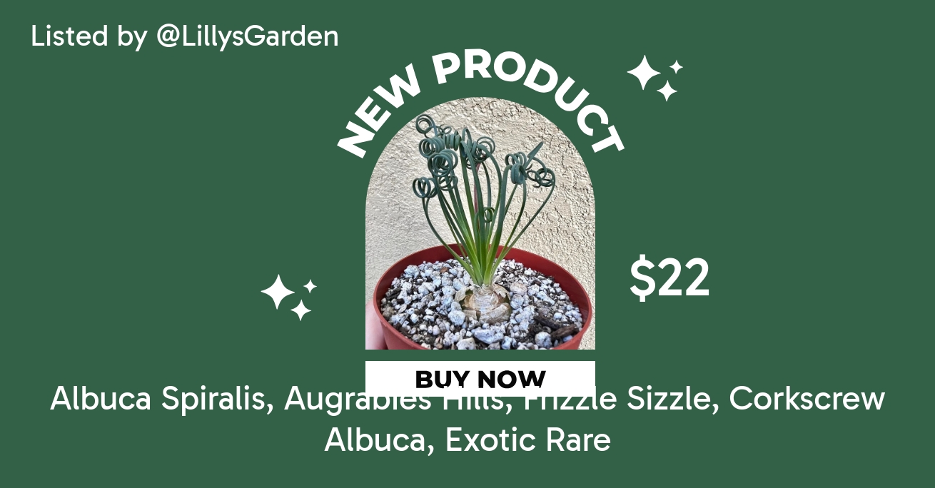 Albuca Spiralis, Augrabies Hills, Frizzle Sizzle, Corkscrew Albuca ...