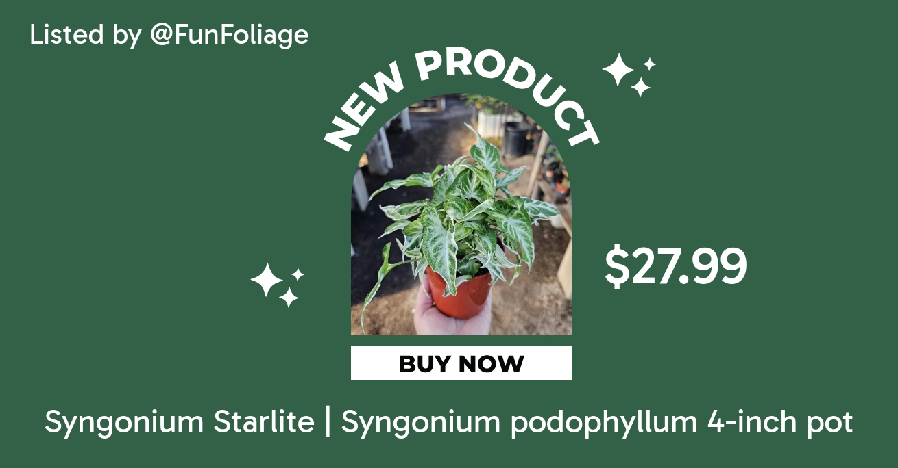 Syngonium Starlite | Syngonium podophyllum 4-inch pot ($27.99) from ...