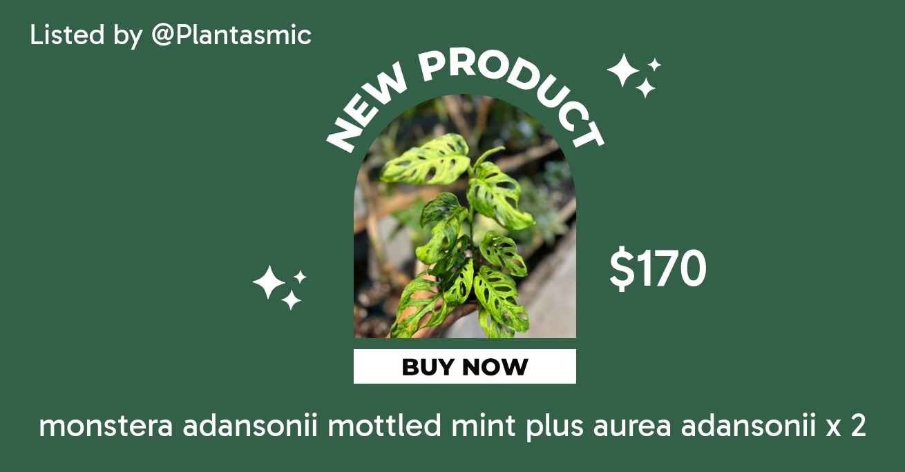 monstera adansonii mottled mint plus aurea adansonii x 2 ($170) from ...
