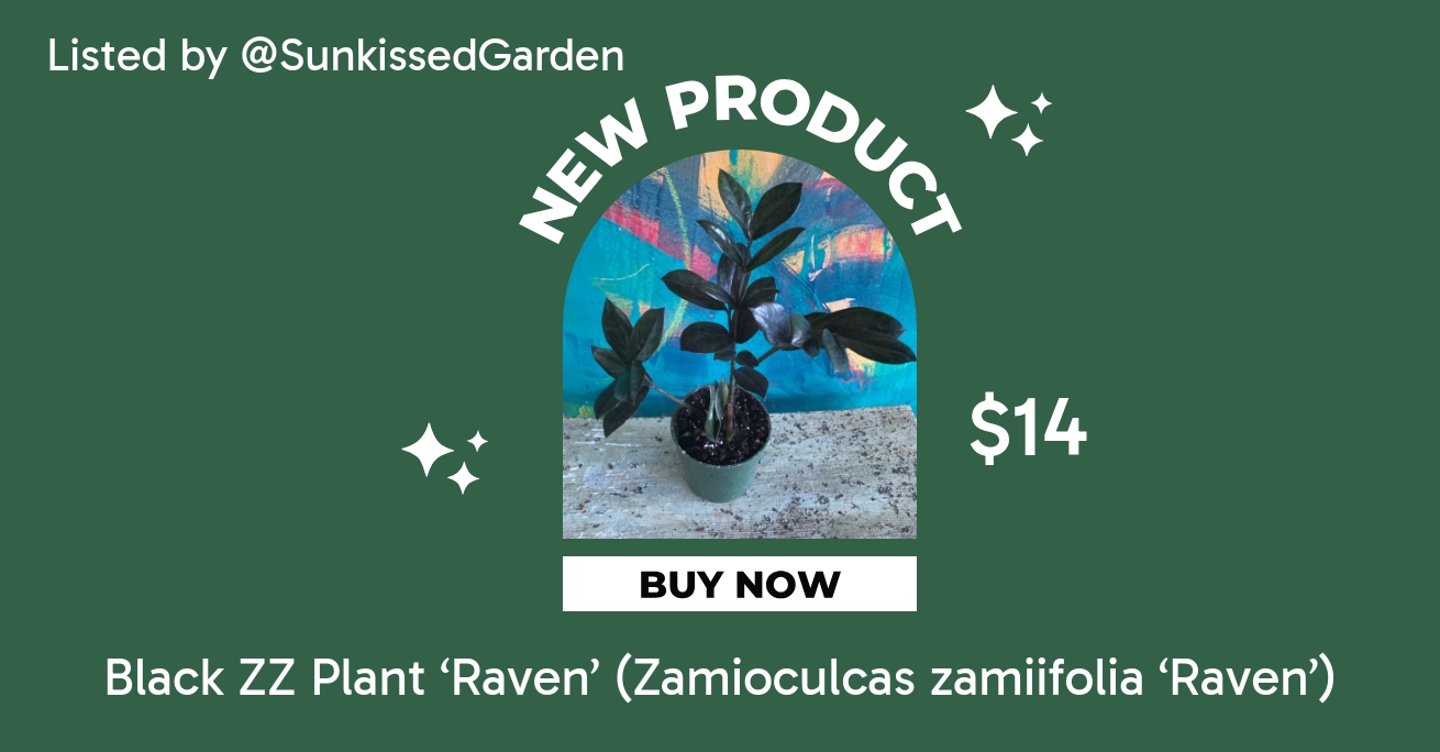 🖤Black ZZ Plant ‘Raven’ (Zamioculcas Zamiifolia ‘Raven’) ($14) from ...